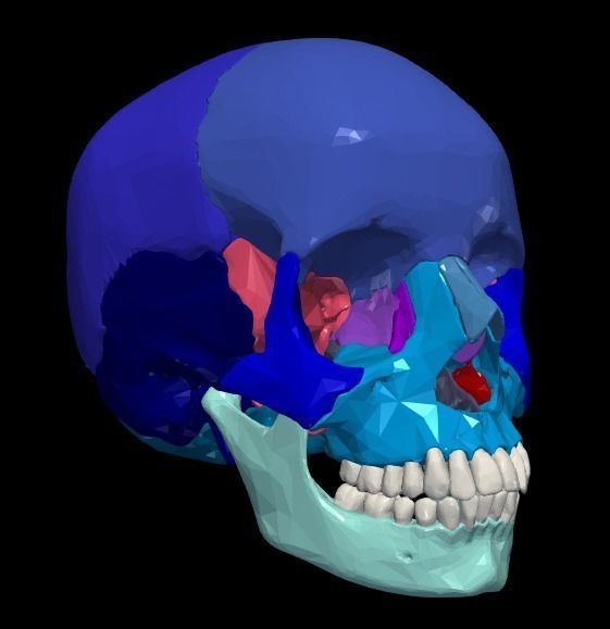 3D Model of Skull Bones 3D model 3D printable | CGTrader