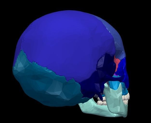 3D Model of Skull Bones 3D model 3D printable | CGTrader