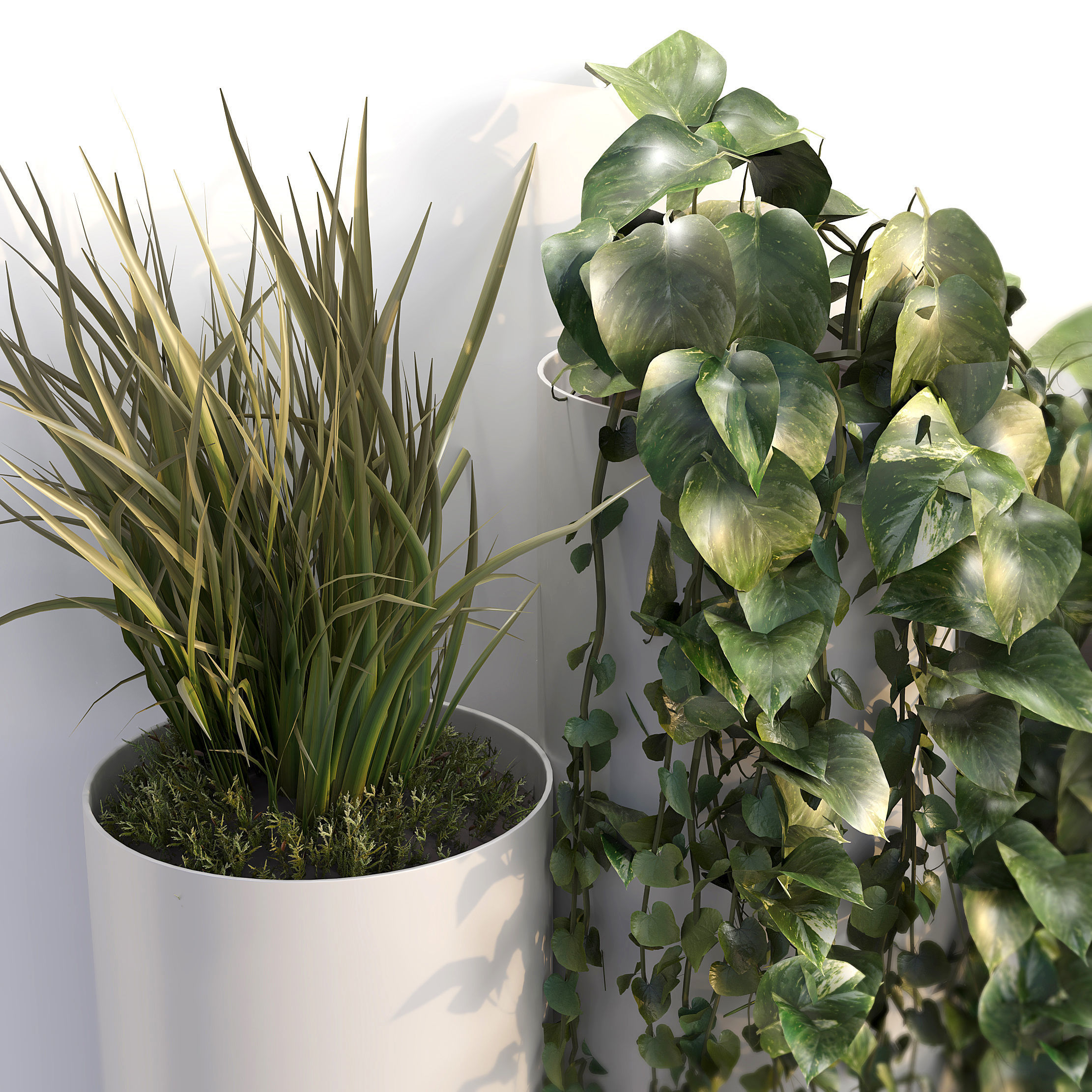 Decorative Plant Cylinders 3D model | CGTrader