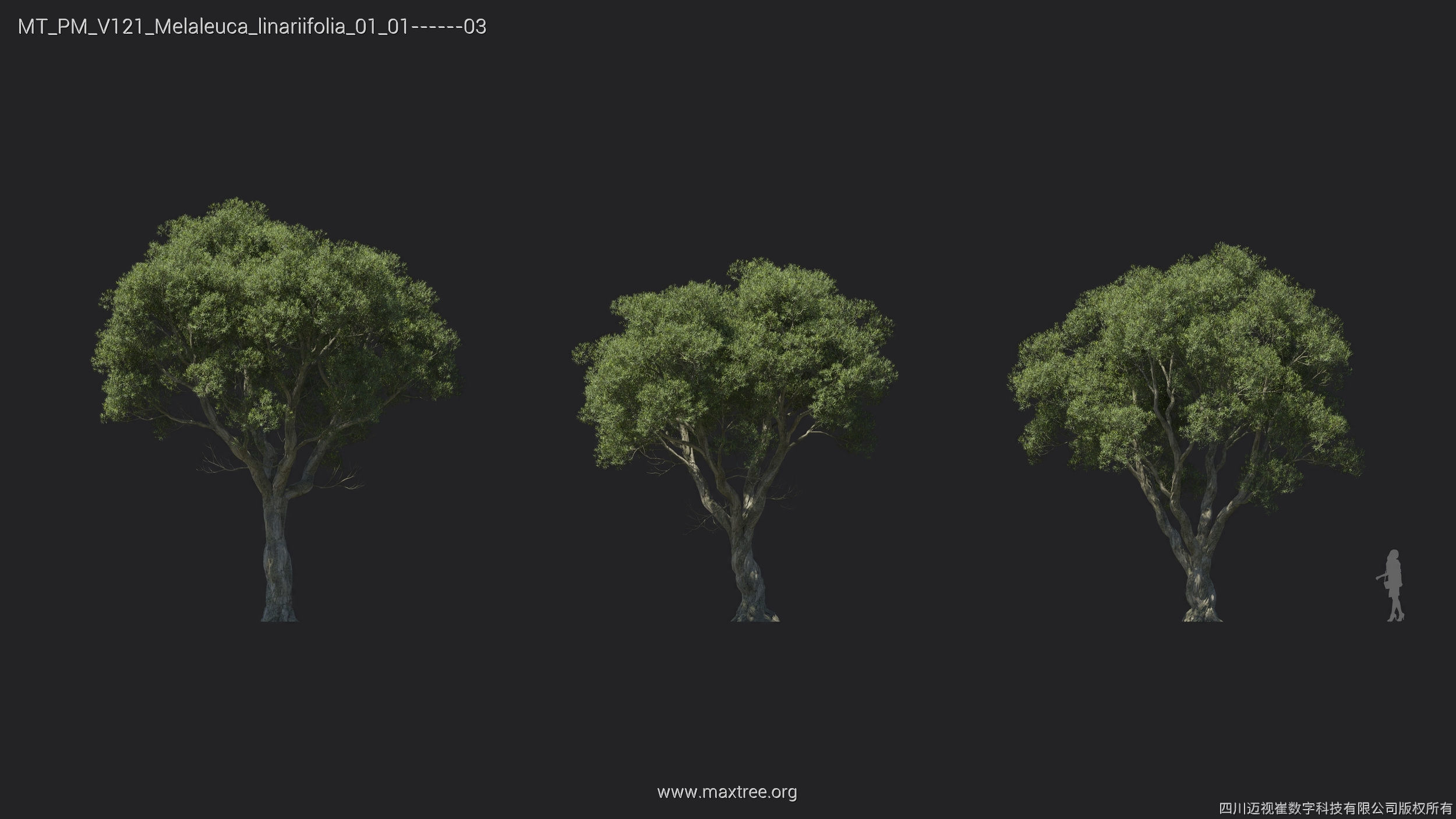 Maxtree Plant Models Vol 121 - Mesh 3D model | CGTrader