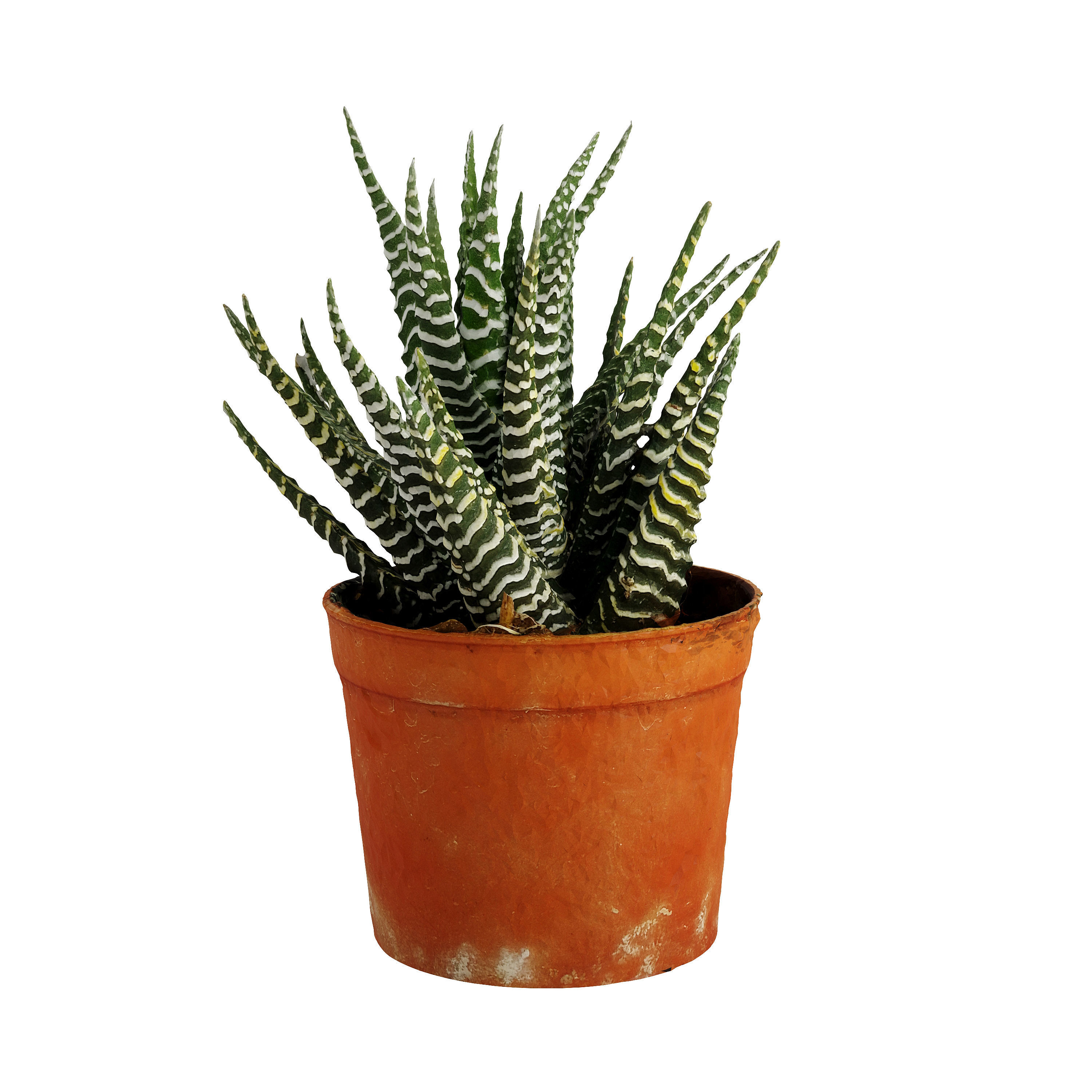 Plant Decor - Photogrammetry 3D model | CGTrader