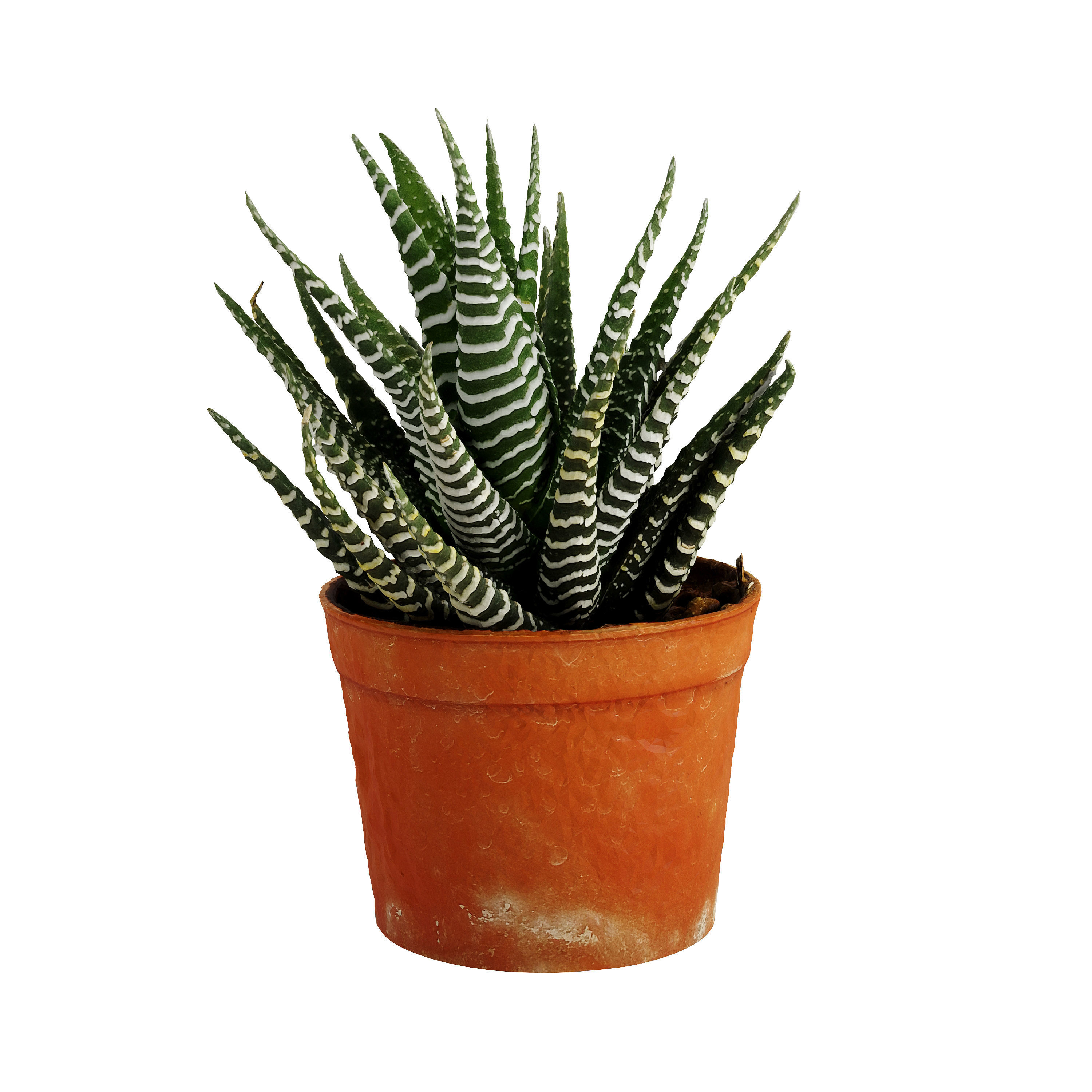 Plant Decor - Photogrammetry 3D model | CGTrader