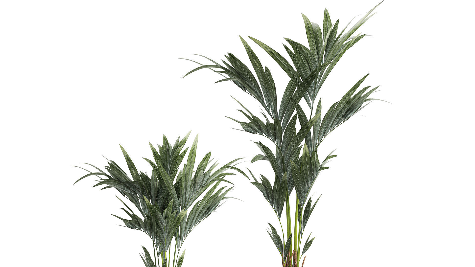 Beautiful Howea palm tree in a flower pot for decoration 1291 3D model ...