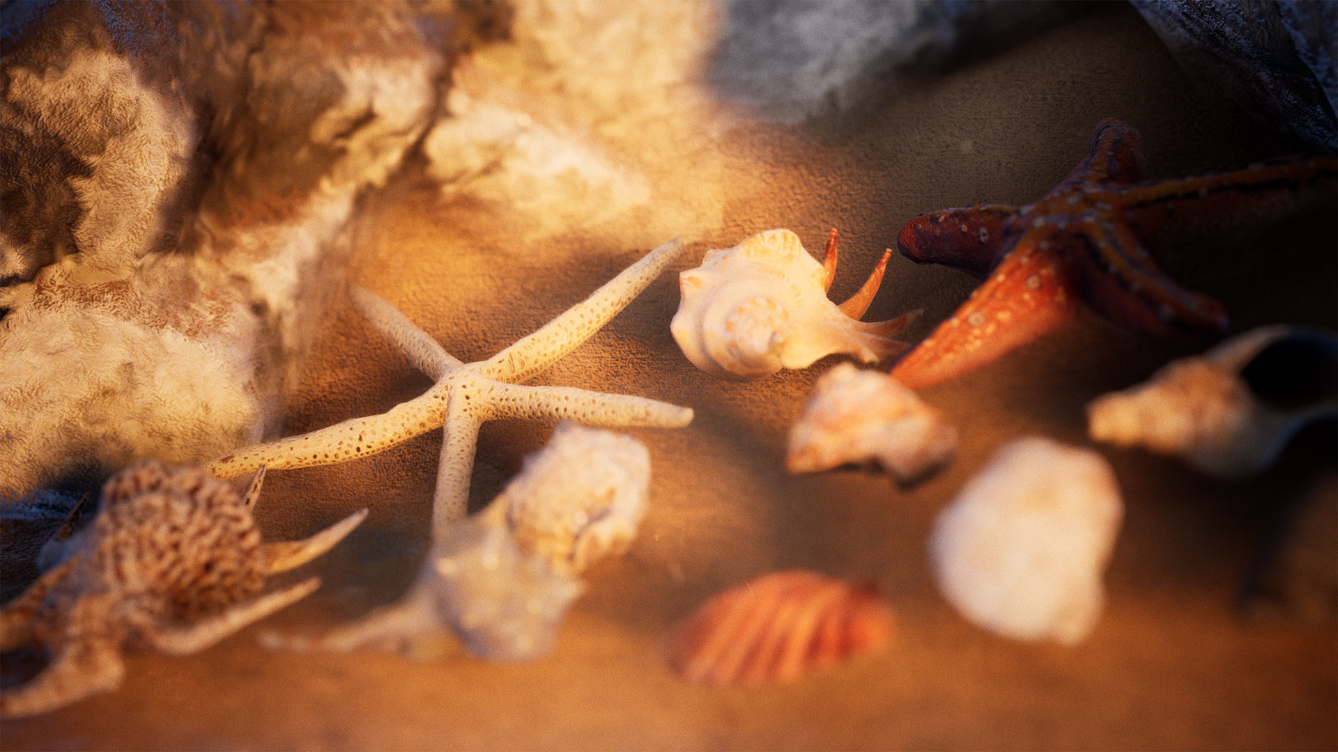 3D model Sea Shells 24 Assets VR / AR / low-poly | CGTrader