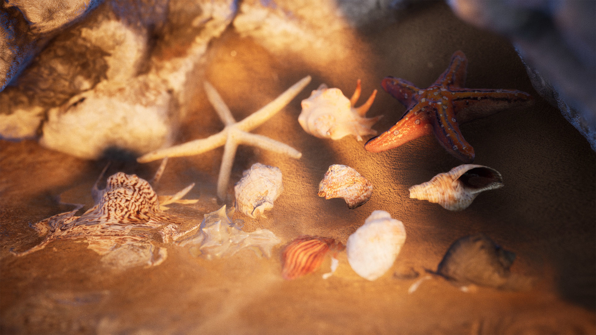 3D model Sea Shells 24 Assets VR / AR / low-poly | CGTrader