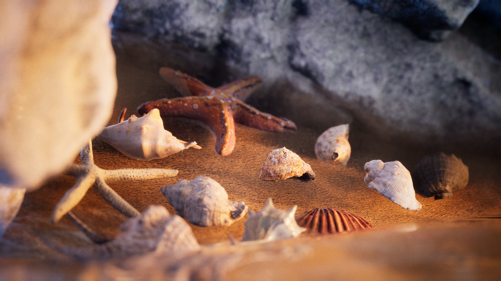 3D model Sea Shells 24 Assets VR / AR / low-poly | CGTrader