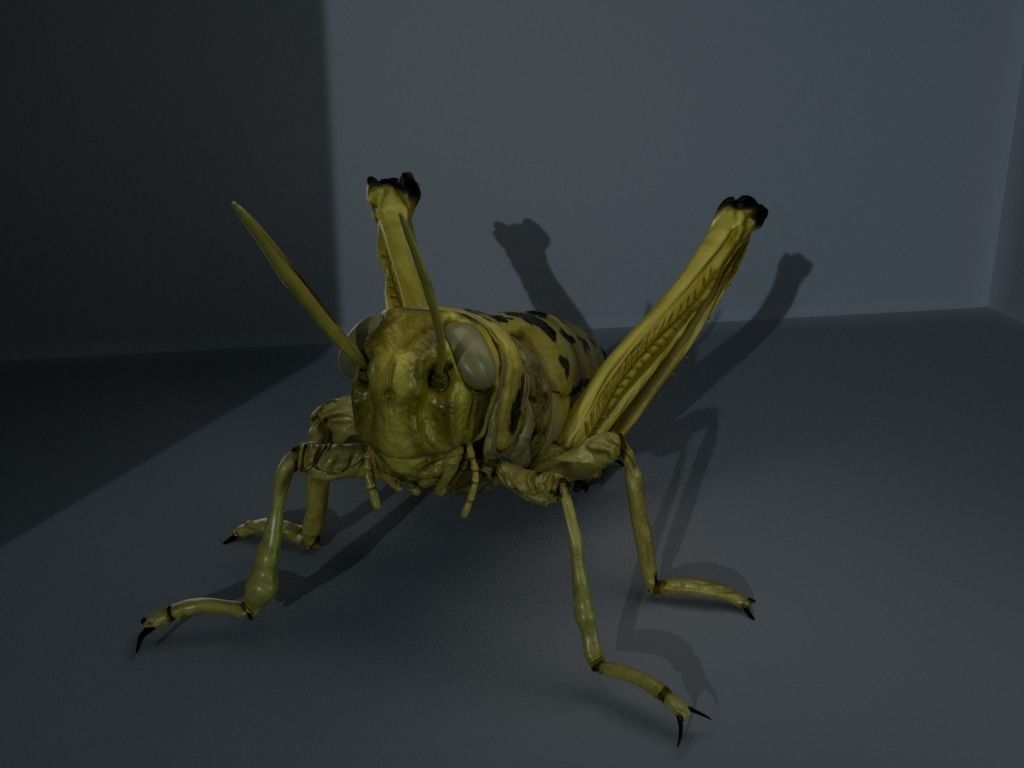 3D model 4 Type of insects VR / AR / low-poly | CGTrader