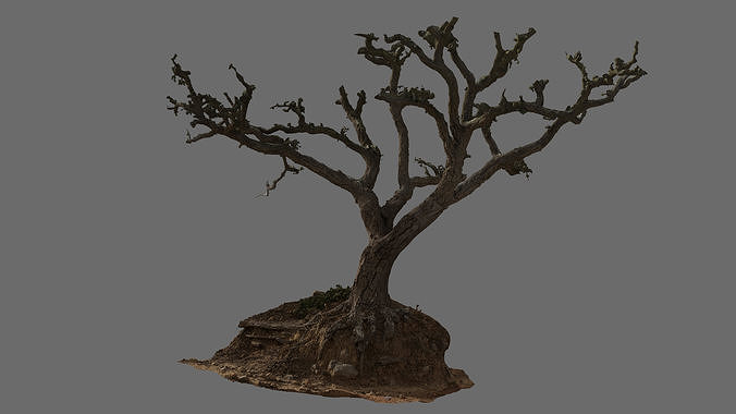 oakpine 3D model | CGTrader