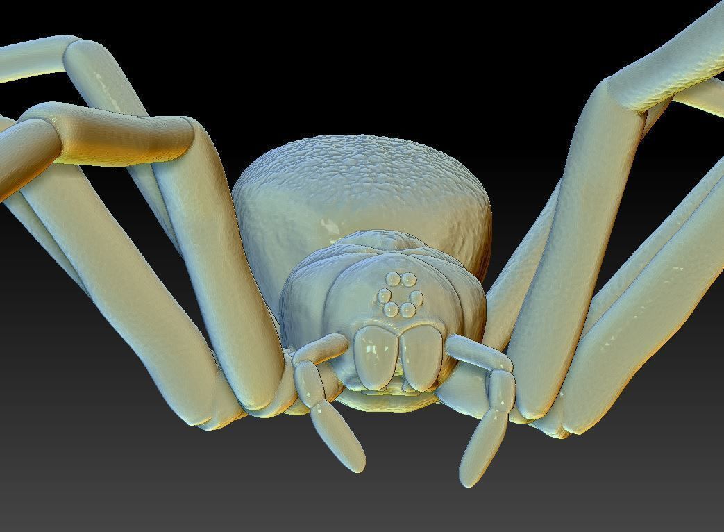 spider 3D model 3D printable | CGTrader