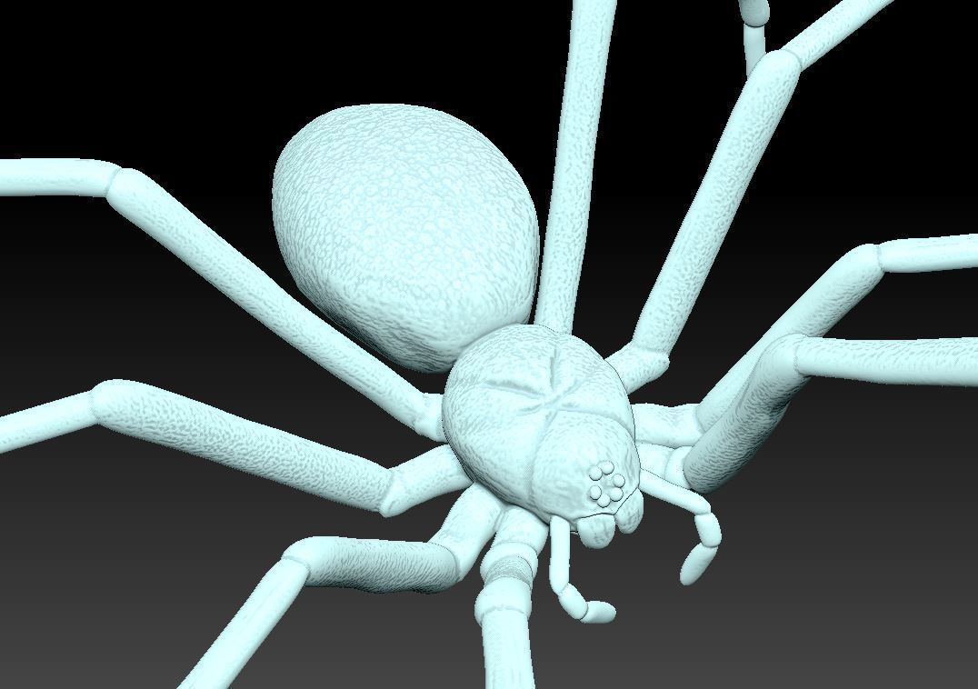 spider 3D model 3D printable | CGTrader
