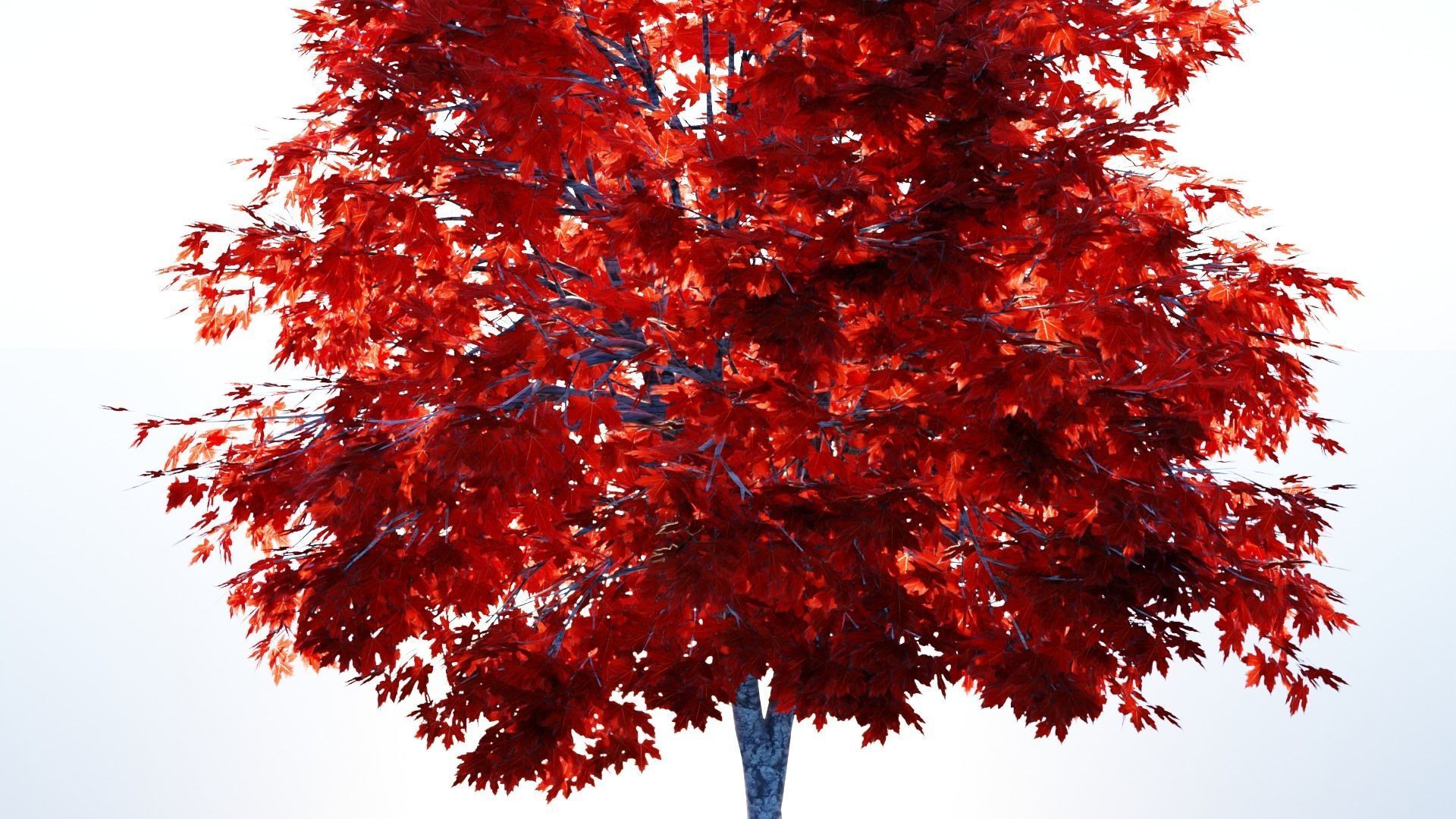 3D model Red Maple Tree Realistic 3D model VR / AR / low-poly | CGTrader
