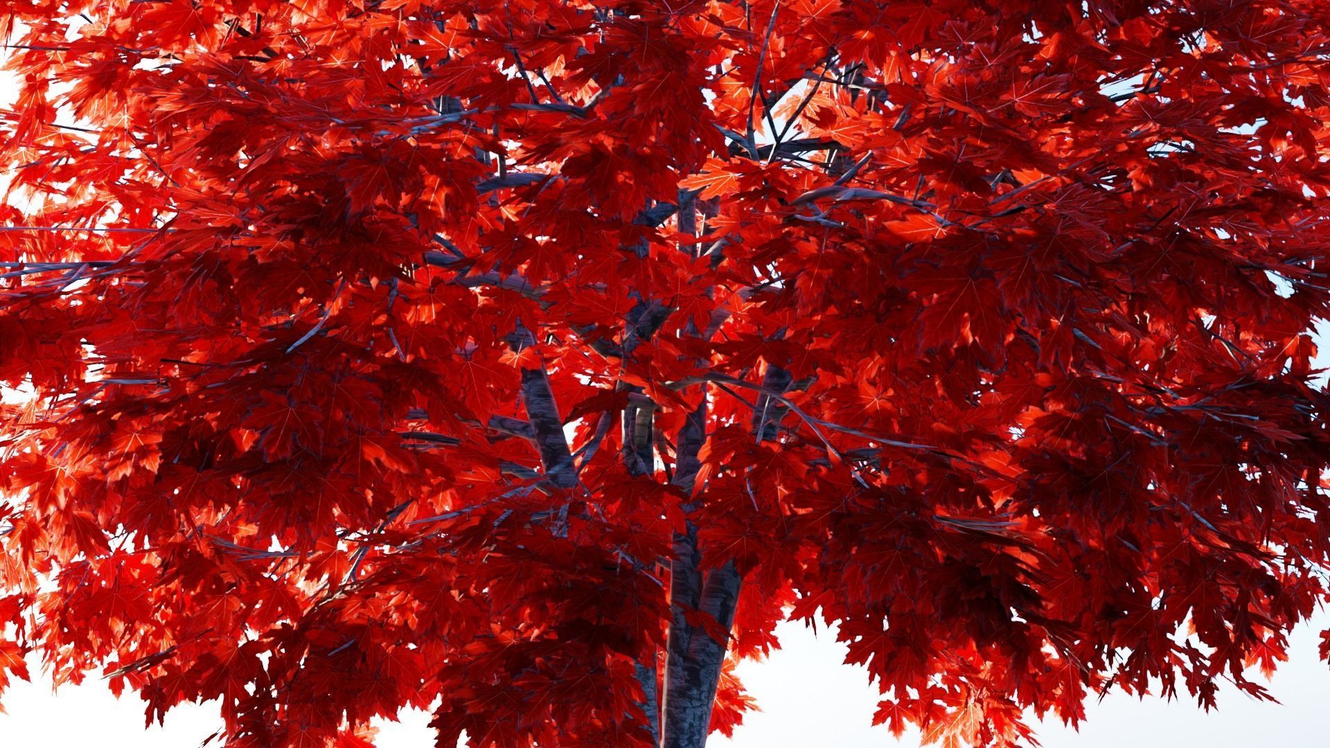 3D model Maple Tree Pack - Realistic Tree 3d Model VR / AR / low-poly ...