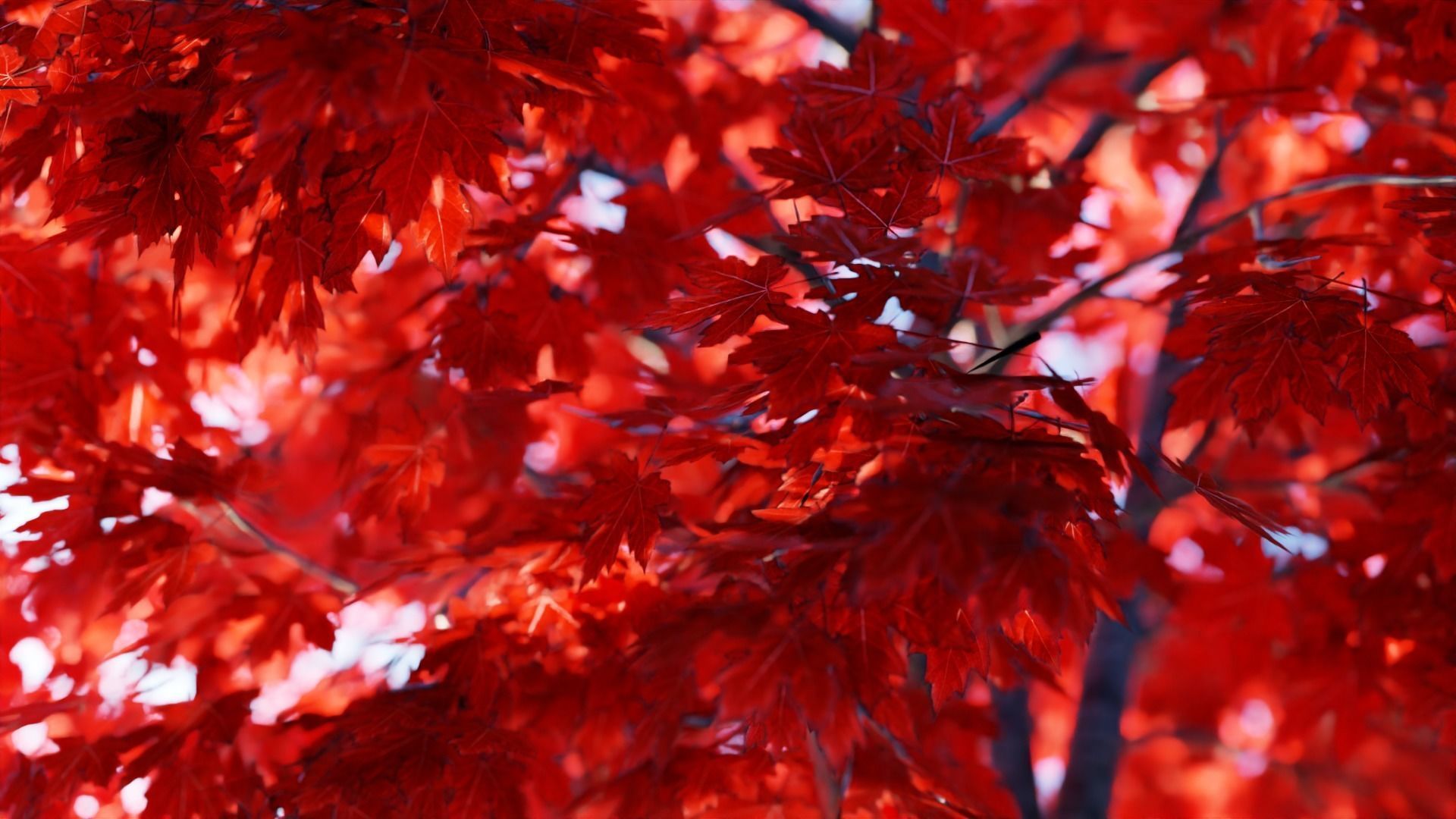 3D model Maple Tree Pack - Realistic Tree 3d Model VR / AR / low-poly ...