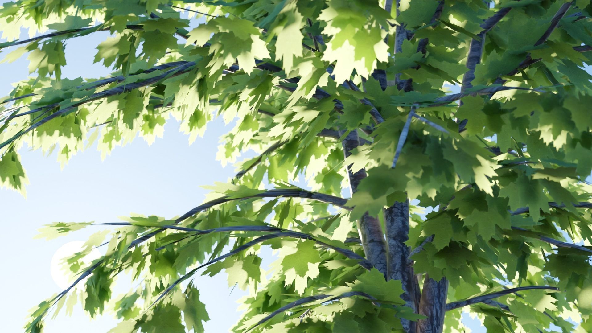 3D model Maple Tree Pack - Realistic Tree 3d Model VR / AR / low-poly ...