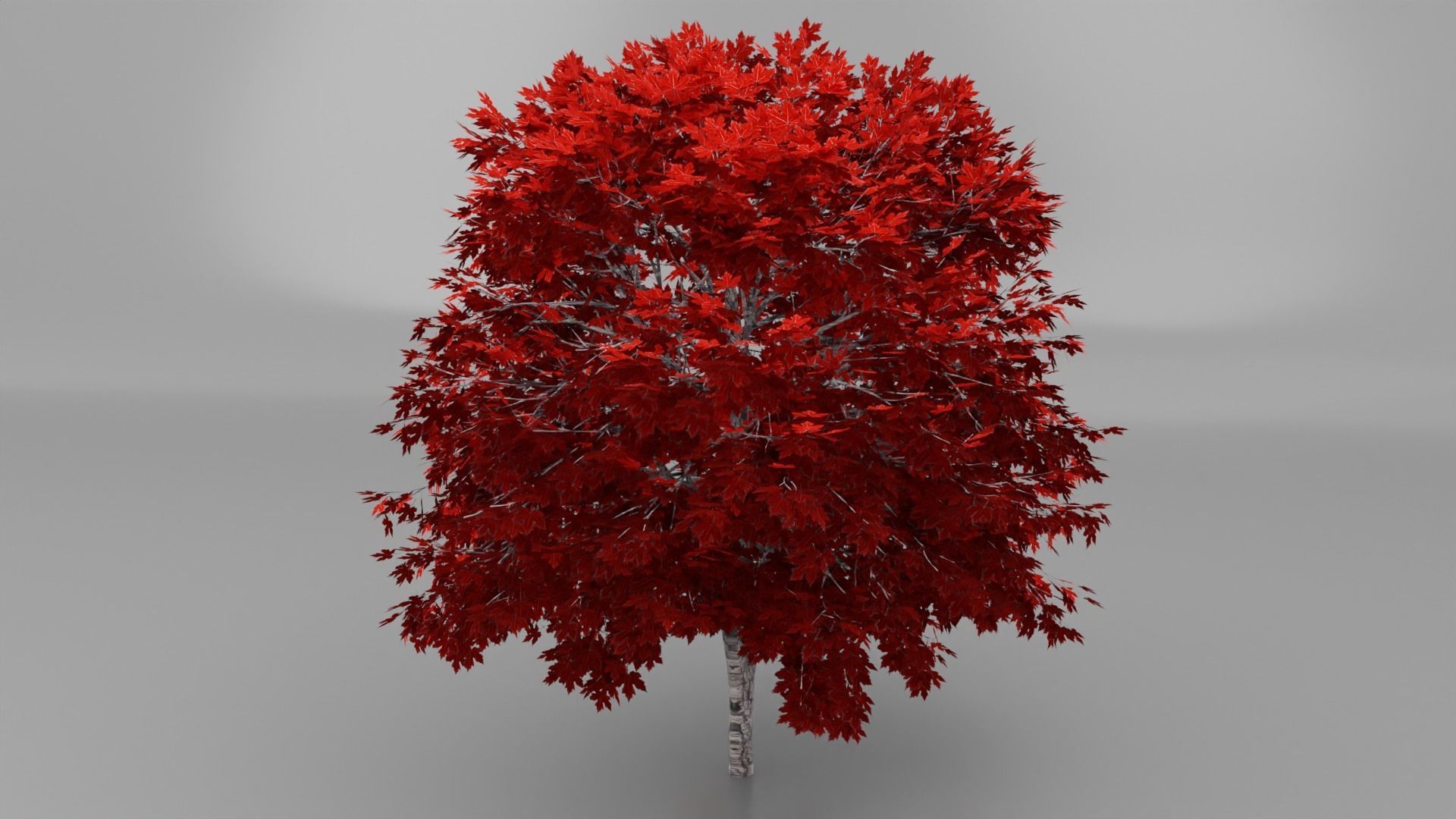 3D model Maple Tree Pack - Realistic Tree 3d Model VR / AR / low-poly ...