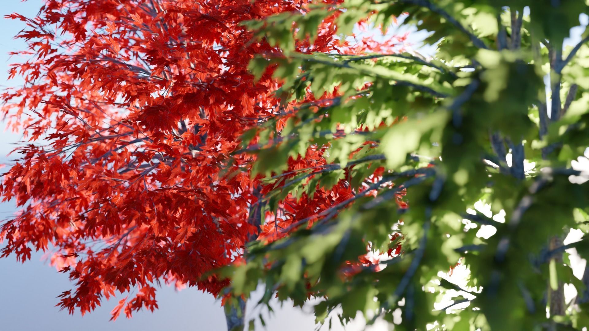 3D model Maple Tree Pack - Realistic Tree 3d Model VR / AR / low-poly ...