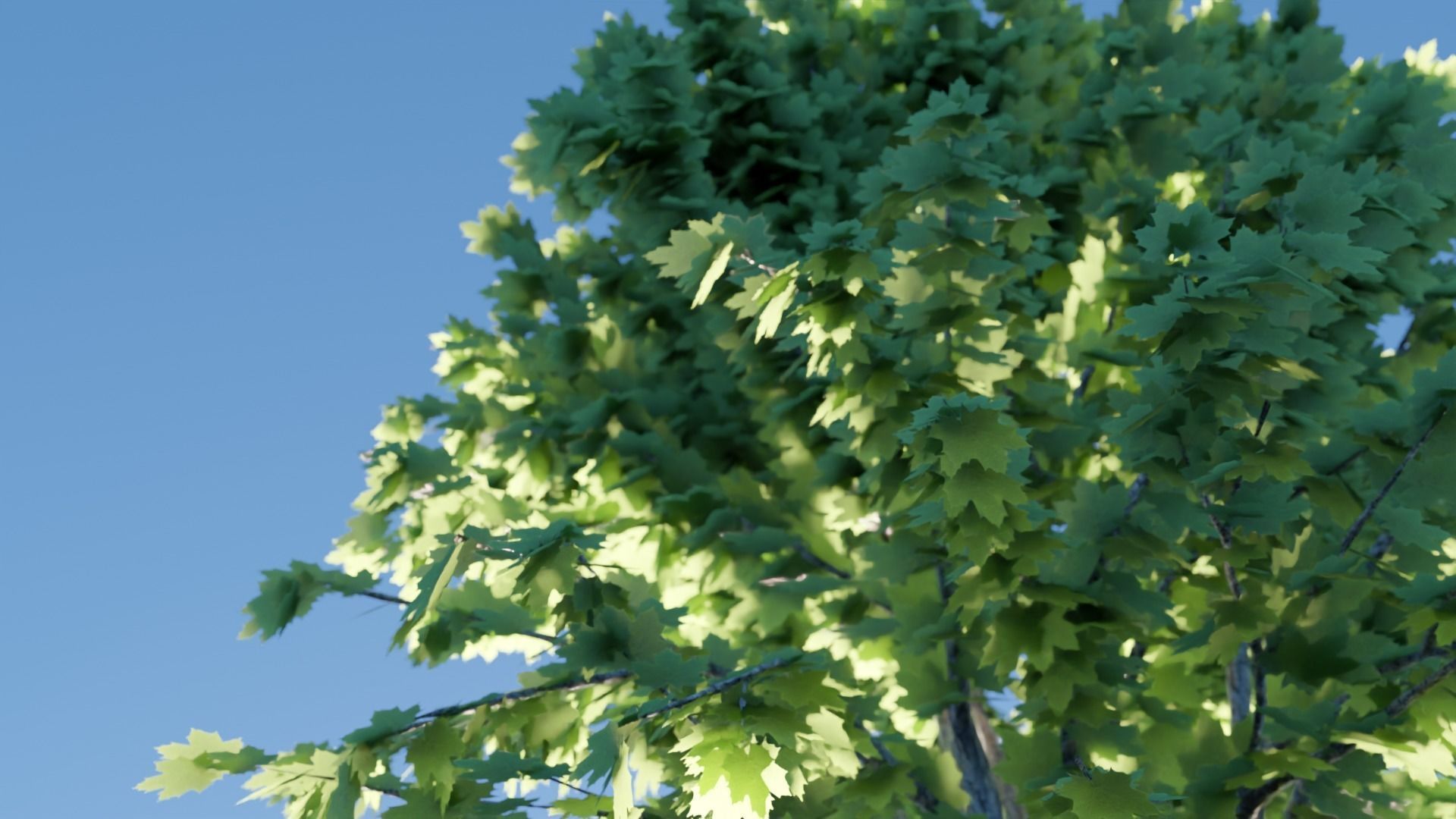 3D model Maple Tree Pack - Realistic Tree 3d Model VR / AR / low-poly ...