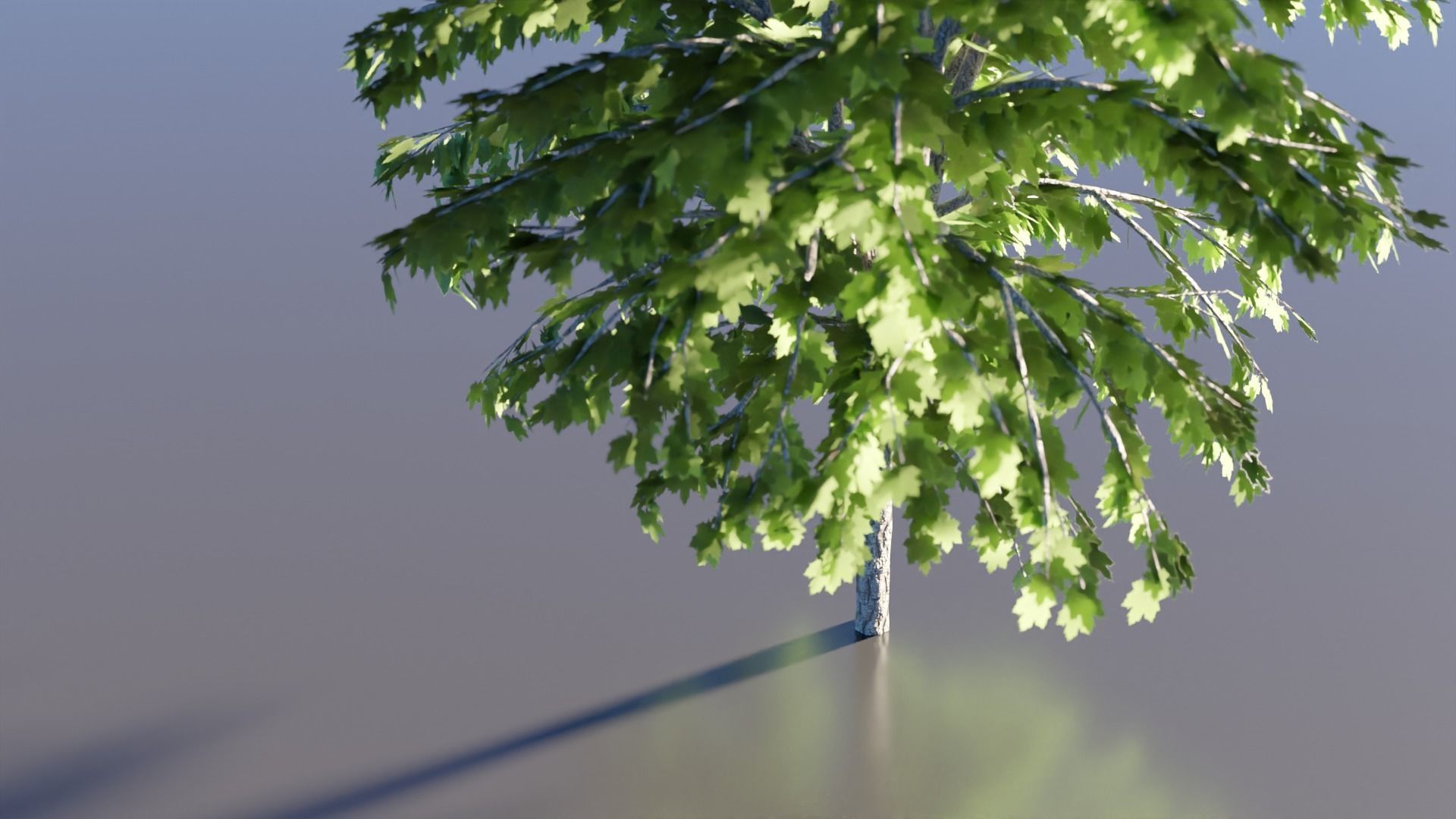 3D model Maple Tree Pack - Realistic Tree 3d Model VR / AR / low-poly ...