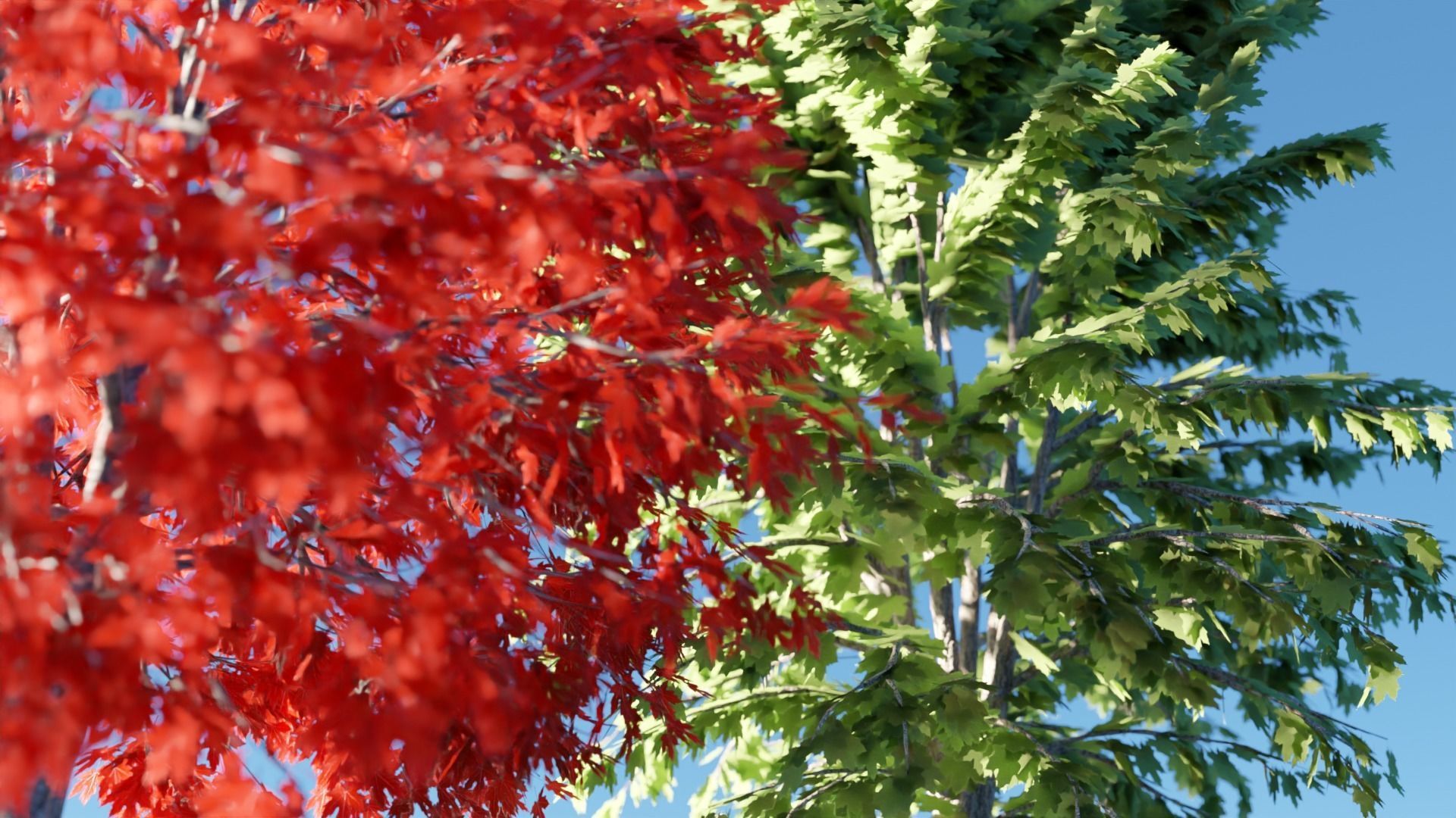 3D model Maple Tree Pack - Realistic Tree 3d Model VR / AR / low-poly ...