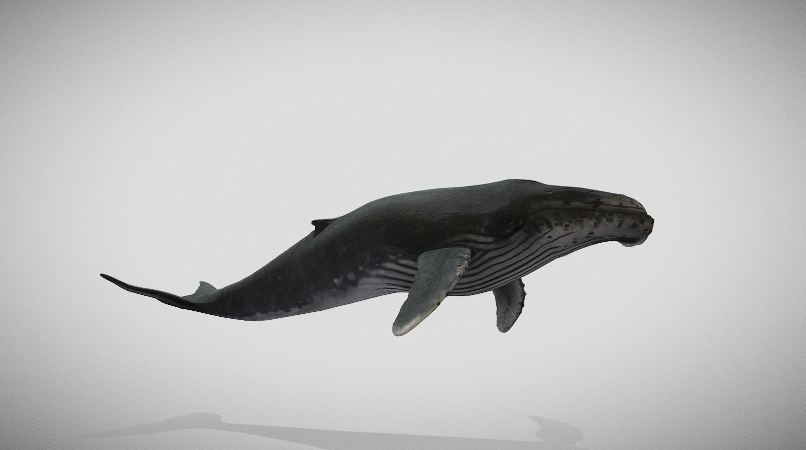 3D model Humpback Whale Animated VR / AR / low-poly | CGTrader