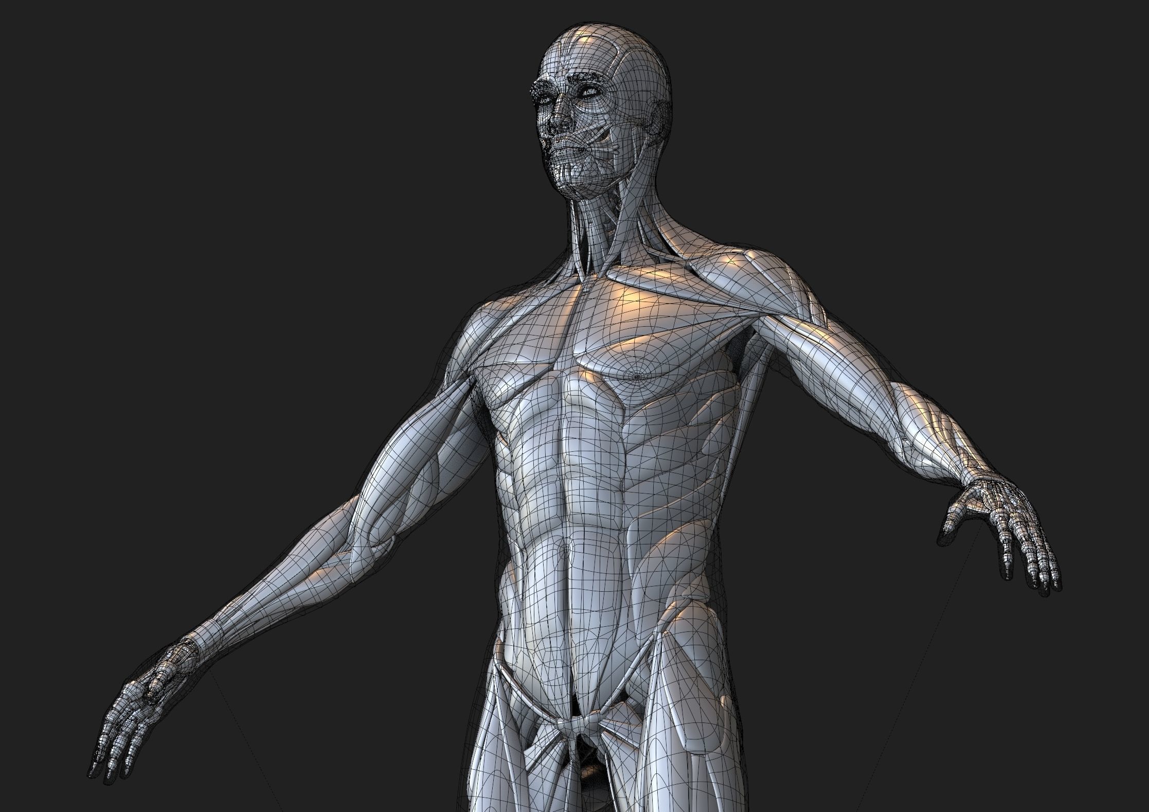 Anatomy 3D model | CGTrader