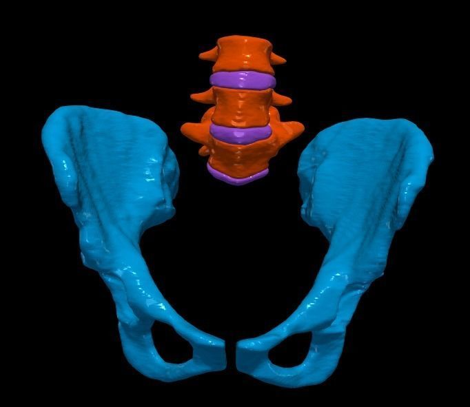 3D Model of Pelvis and Blood Supply 3D model | CGTrader