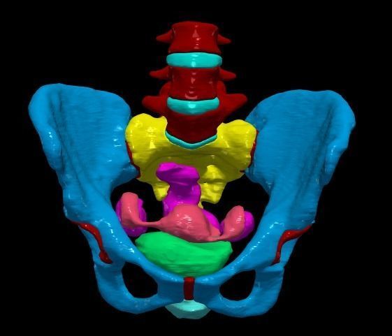 3D Model of Pelvis and Blood Supply 3D model 3D printable | CGTrader