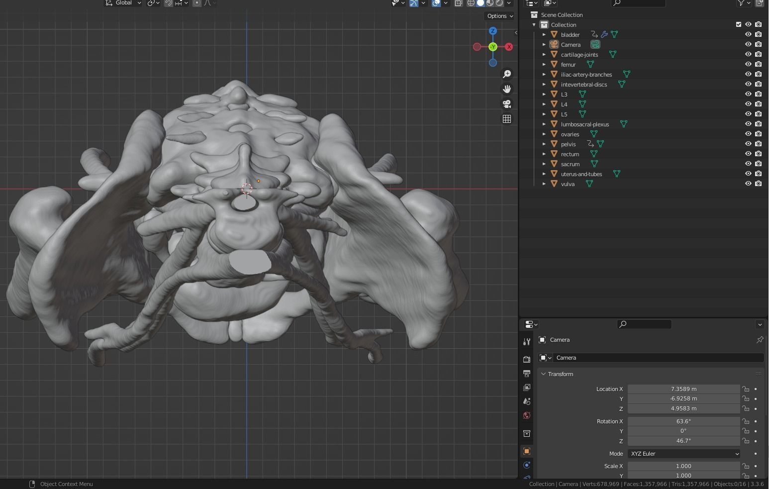 3D Model of Pelvis and Blood Supply 3D model 3D printable | CGTrader