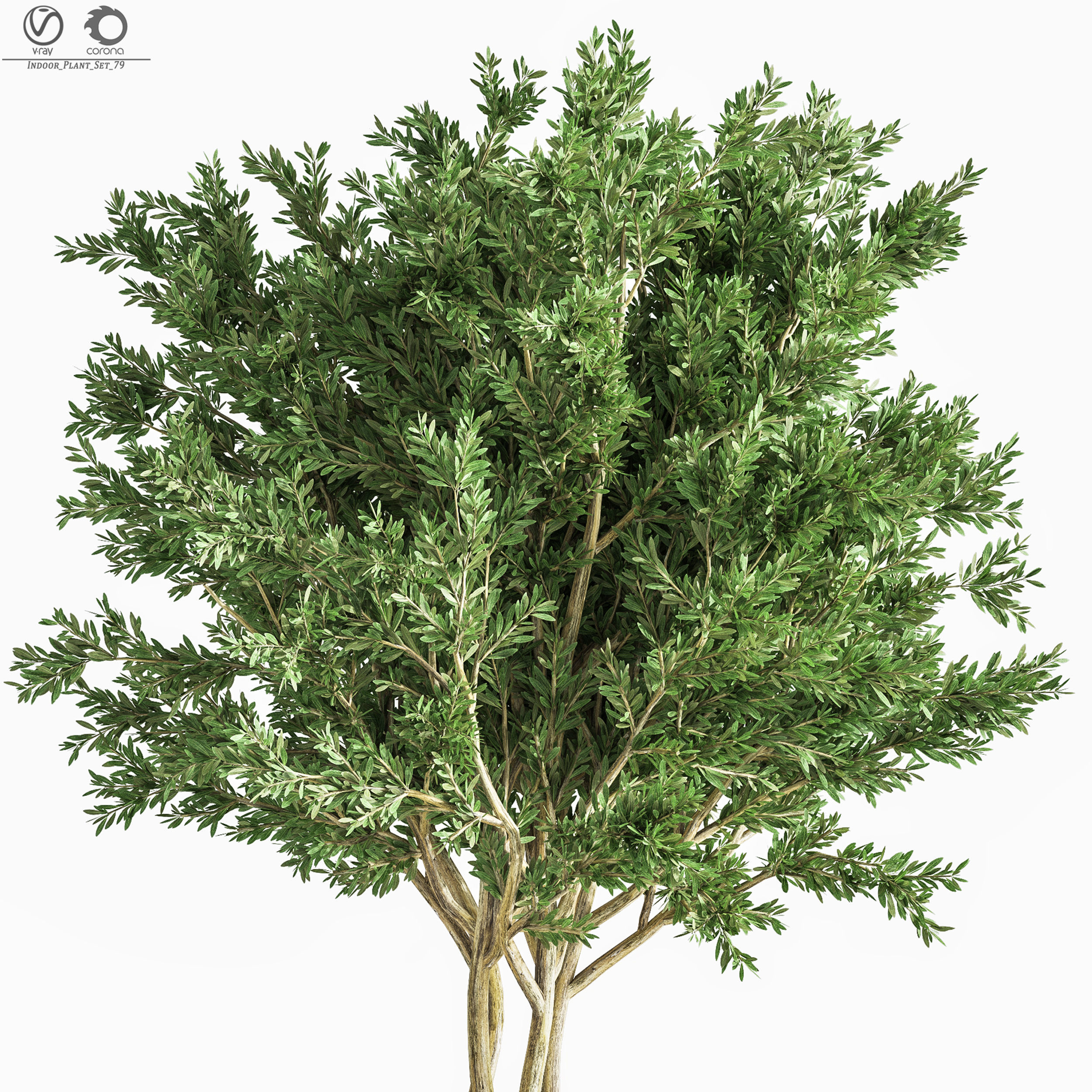 Indoor Plant Set 79 3D model | CGTrader