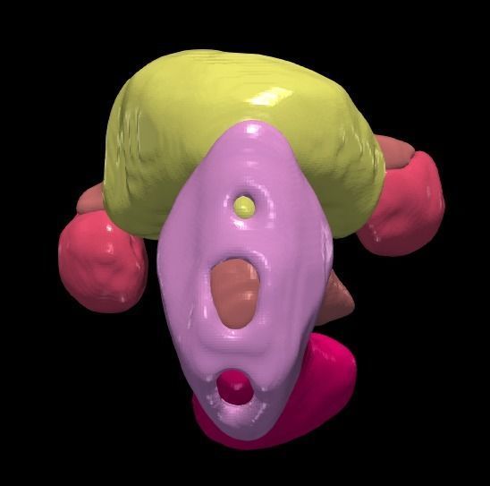 3D Model of Pelvis Organs 3D model 3D printable | CGTrader