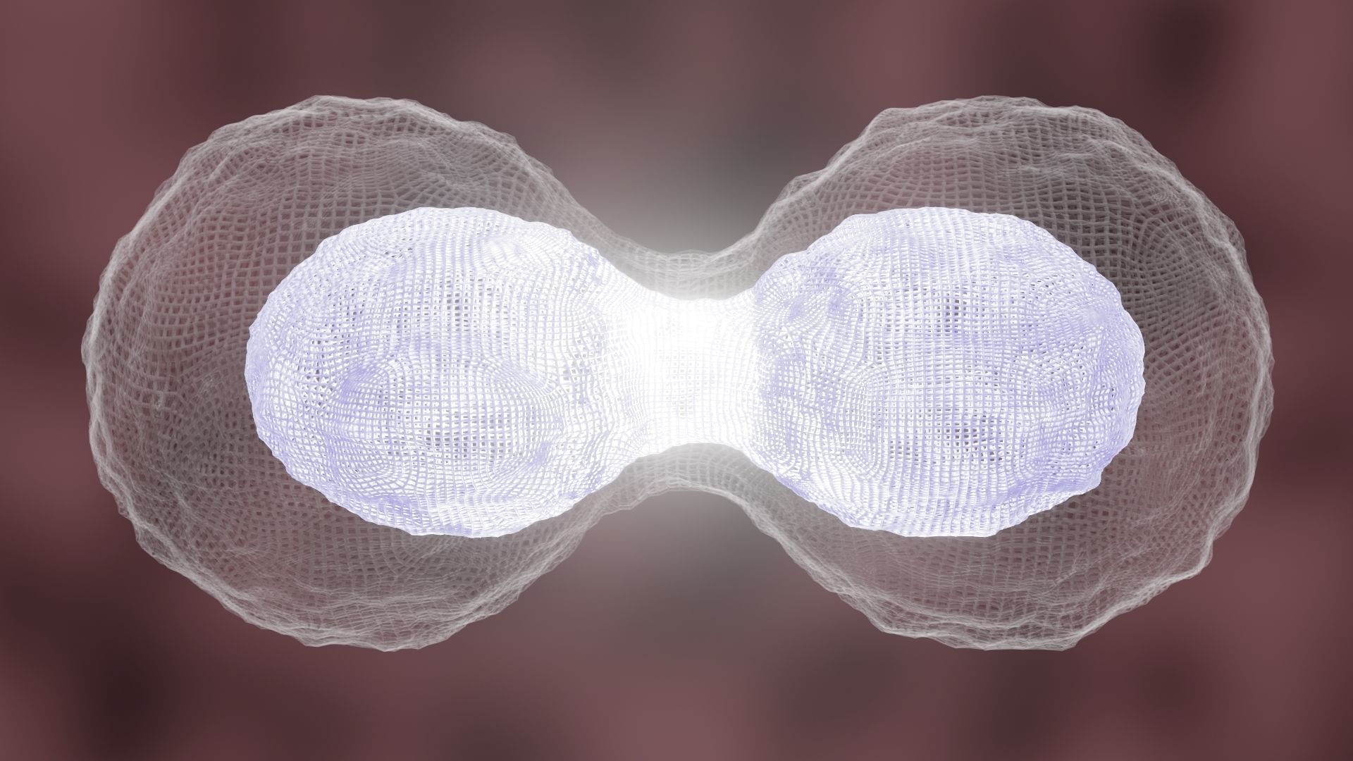 Cell Division or Mitosis 3D model | CGTrader