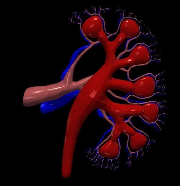 3D Model of Human Kidney cross section 3D model | CGTrader