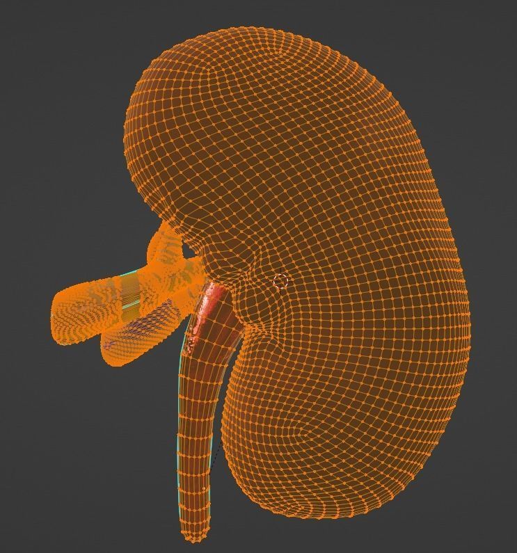 3D Model of Human Kidney cross section 3D model | CGTrader