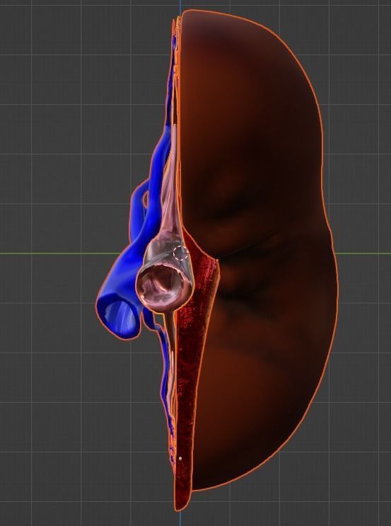3D Model of Human Kidney cross section 3D model | CGTrader