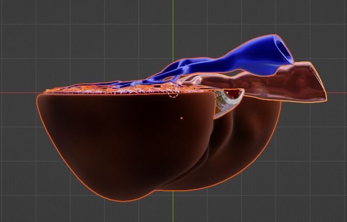 3D Model of Human Kidney cross section 3D model | CGTrader