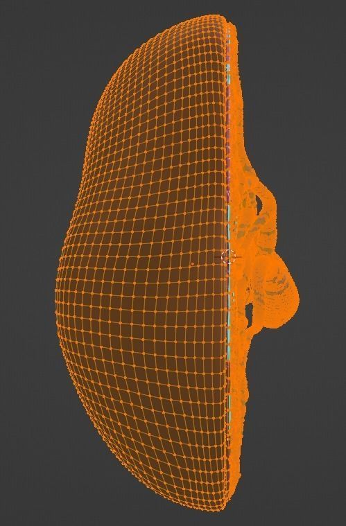 3D Model of Human Kidney cross section 3D model | CGTrader