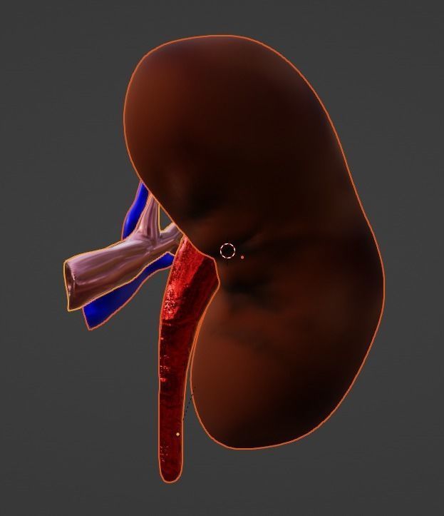3D Model of Human Kidney cross section 3D model | CGTrader