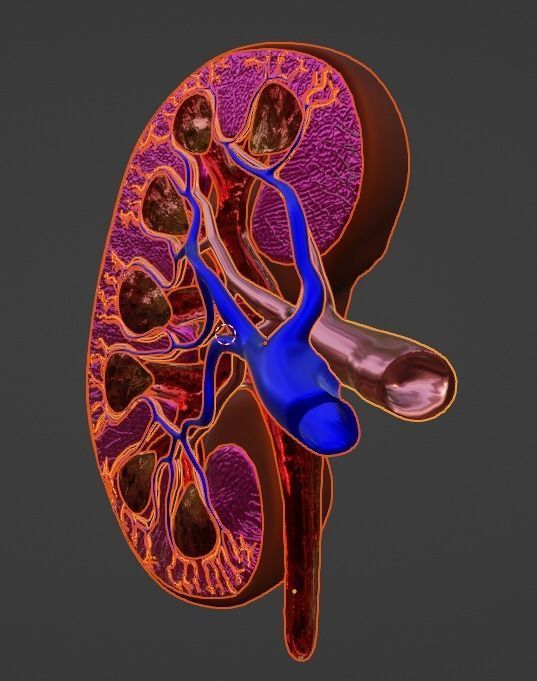 3D Model of Human Kidney cross section 3D model | CGTrader