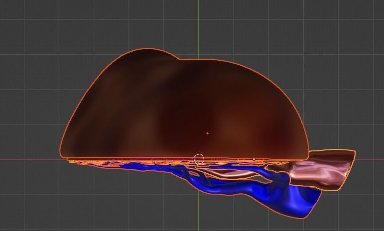 3D Model of Human Kidney cross section 3D model | CGTrader