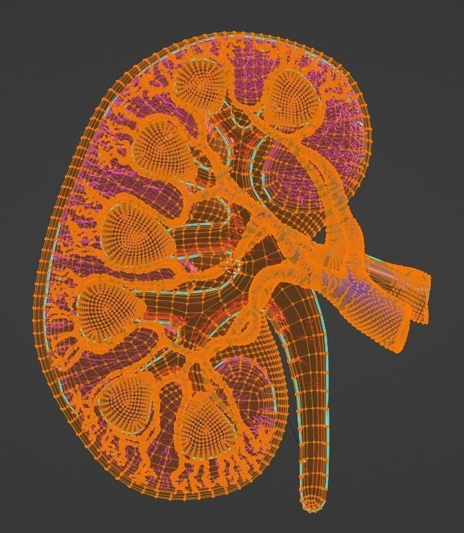 3D Model of Human Kidney cross section 3D model | CGTrader