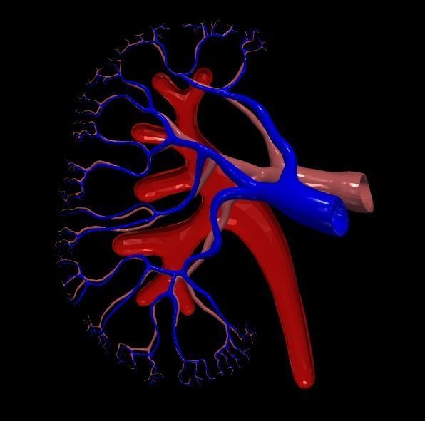 3D Model of Human Kidney cross section 3D model | CGTrader