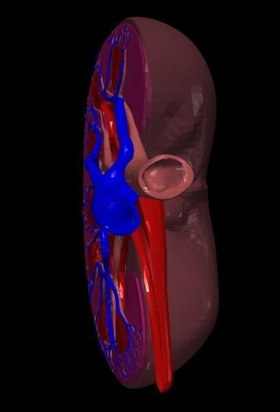 3D Model of Human Kidney cross section 3D model | CGTrader
