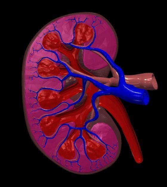 3D Model of Human Kidney cross section 3D model | CGTrader