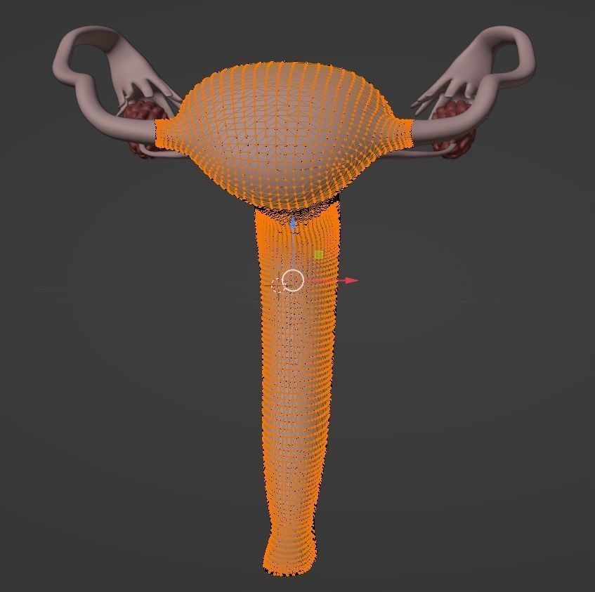 3D Model of Female Reproductive System 3D model | CGTrader