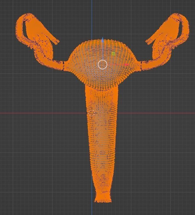 3D Model of Female Reproductive System 3D model | CGTrader