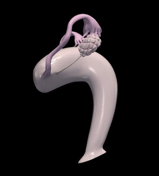 3D Model of Female Reproductive System 3D model | CGTrader