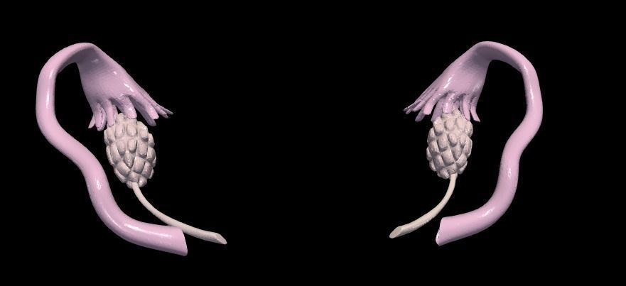 3D Model of Female Reproductive System 3D model | CGTrader