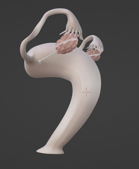 3D Model of Female Reproductive System 3D model | CGTrader