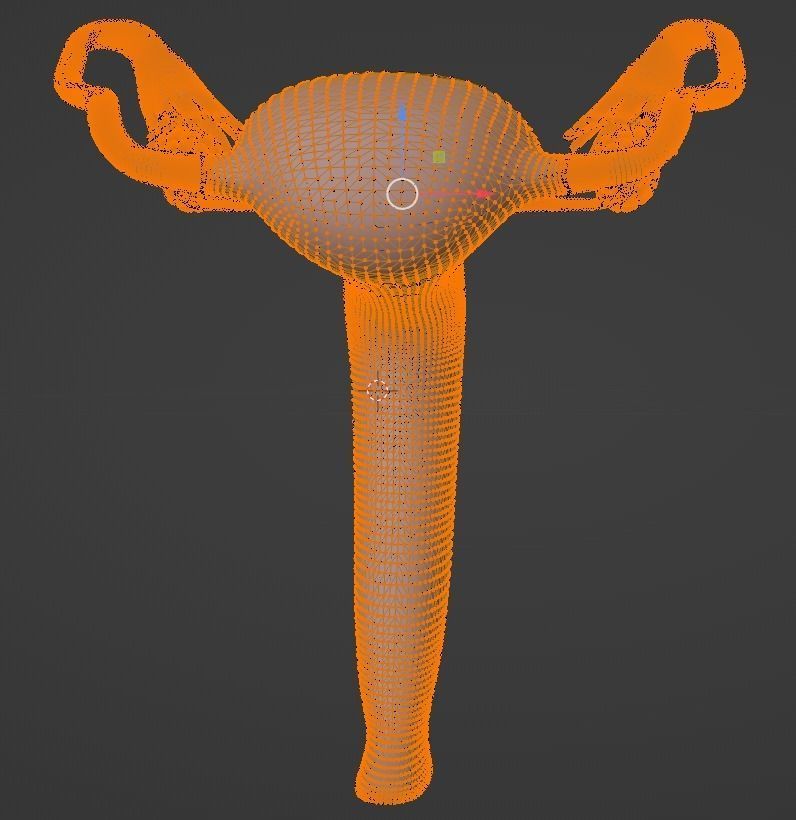 3D Model of Female Reproductive System 3D model | CGTrader