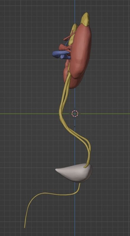 3D Model of Renal System 3D model | CGTrader